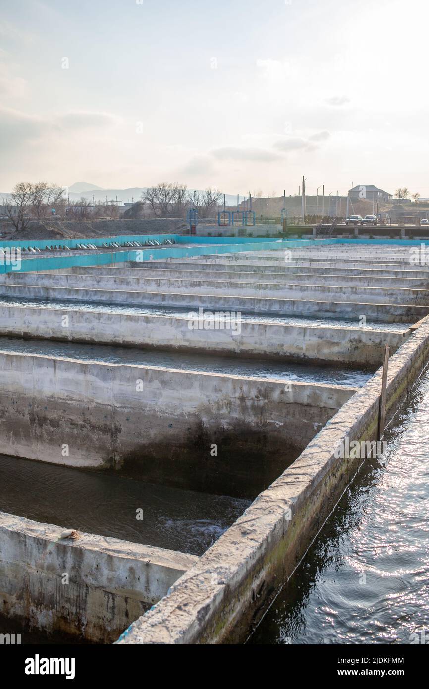 Cultivation of golden trout and other fish in concrete pools Stock ...