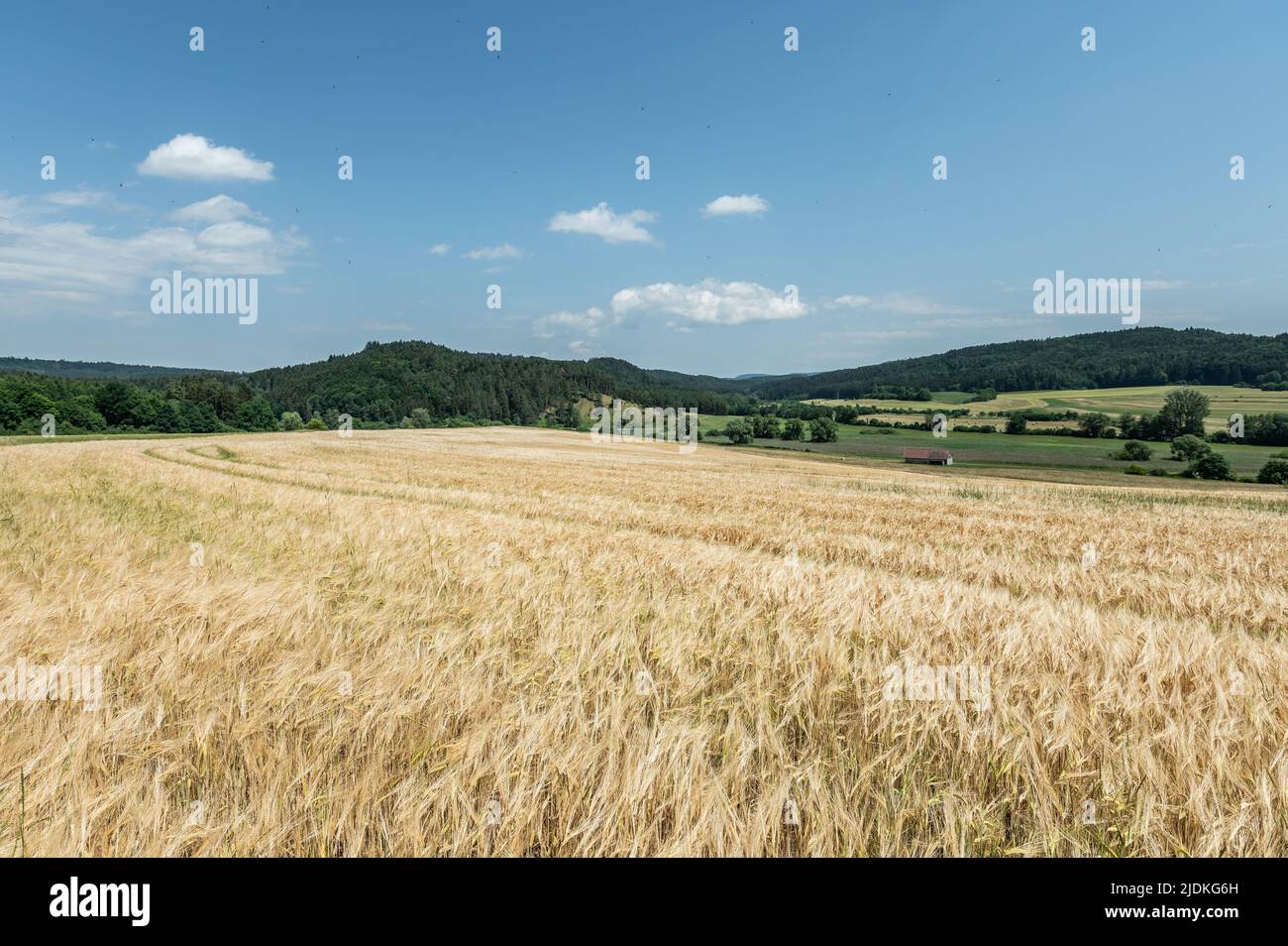 Rottweil, Germany. 21st June, 2022. A barley field in the sunshine ...