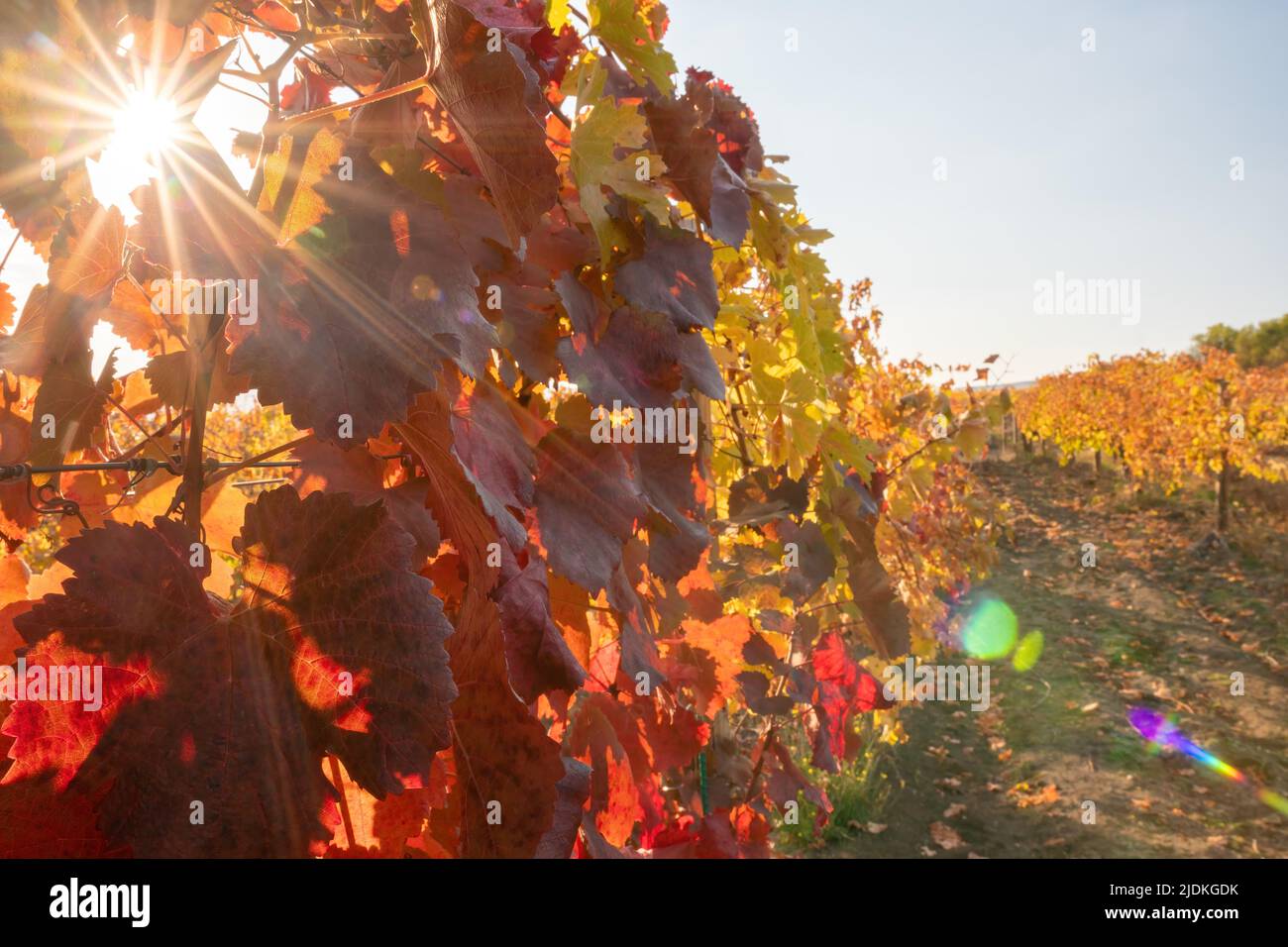 Bright autumn red orange yellow grapevine leaves at vineyard in warm ...