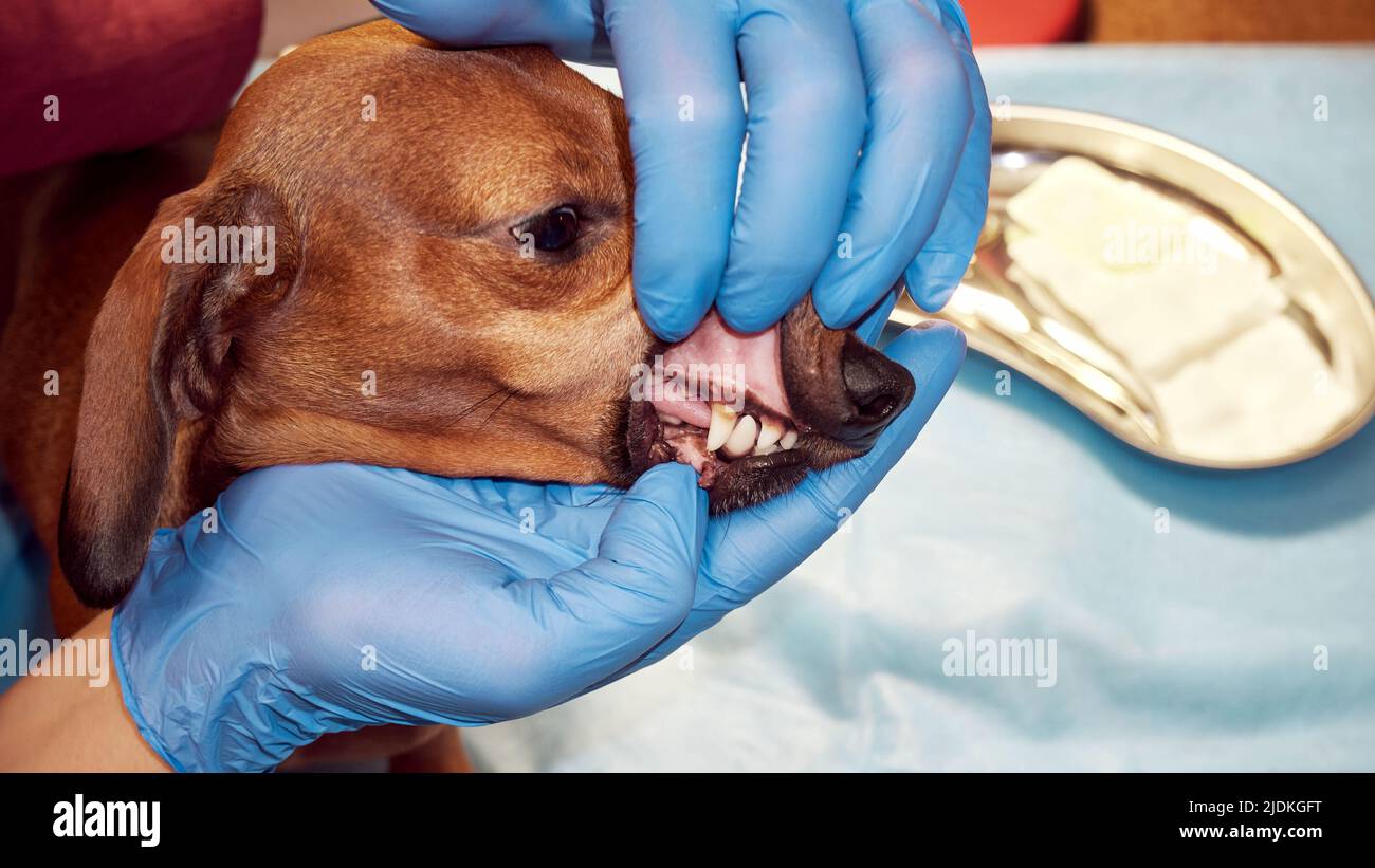 Checking dog teeth in veterinary clinic Stock Photo - Alamy