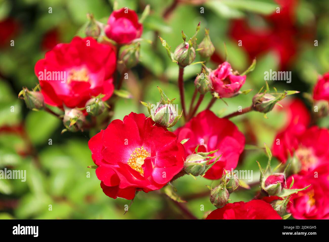 'La Bella Rouge' rose flower head at the Guldemondplantsoen Rosarium ...