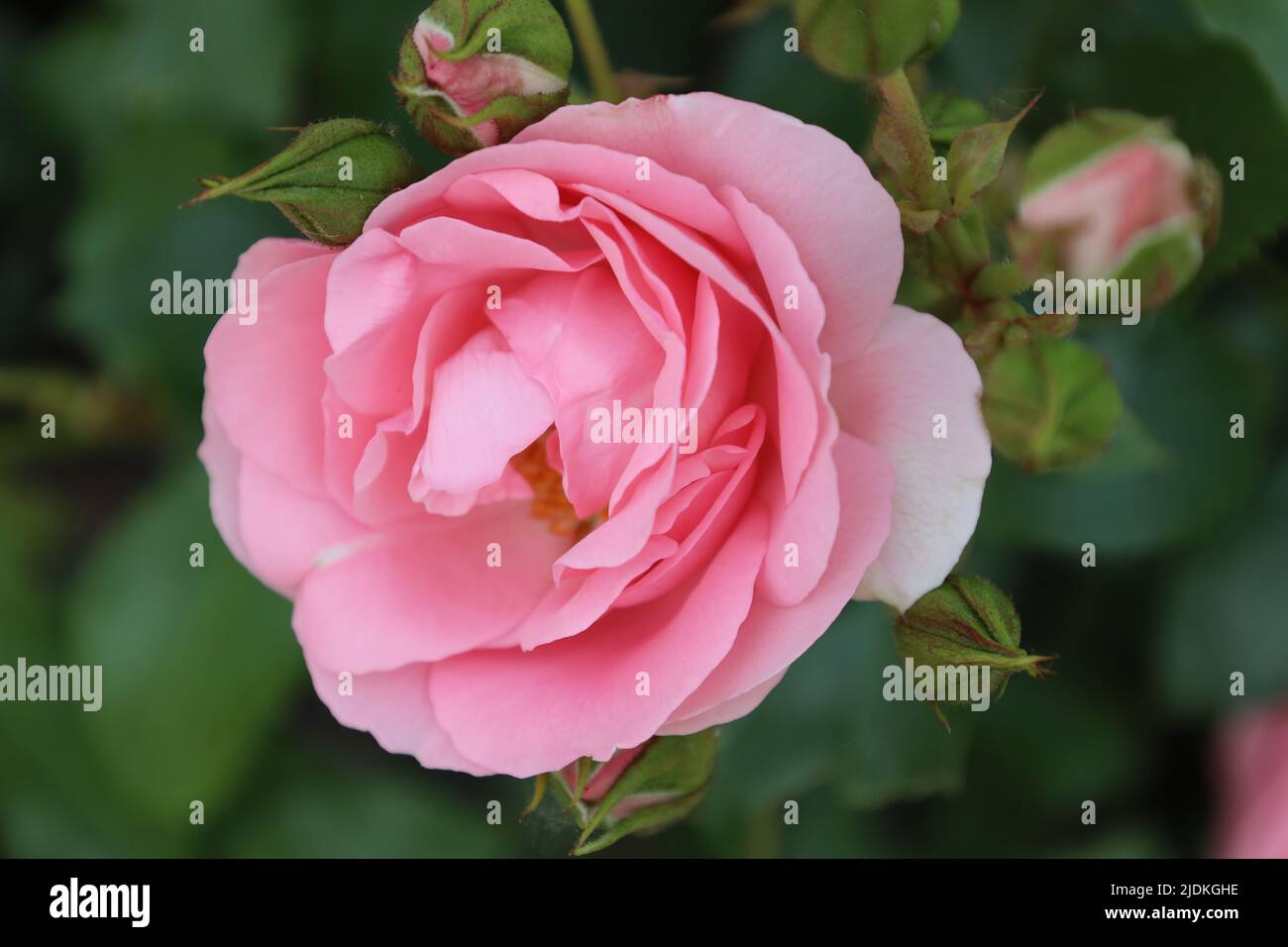 'Rosenprofessor Sieben rose flower head at the Guldemondplantsoen ...