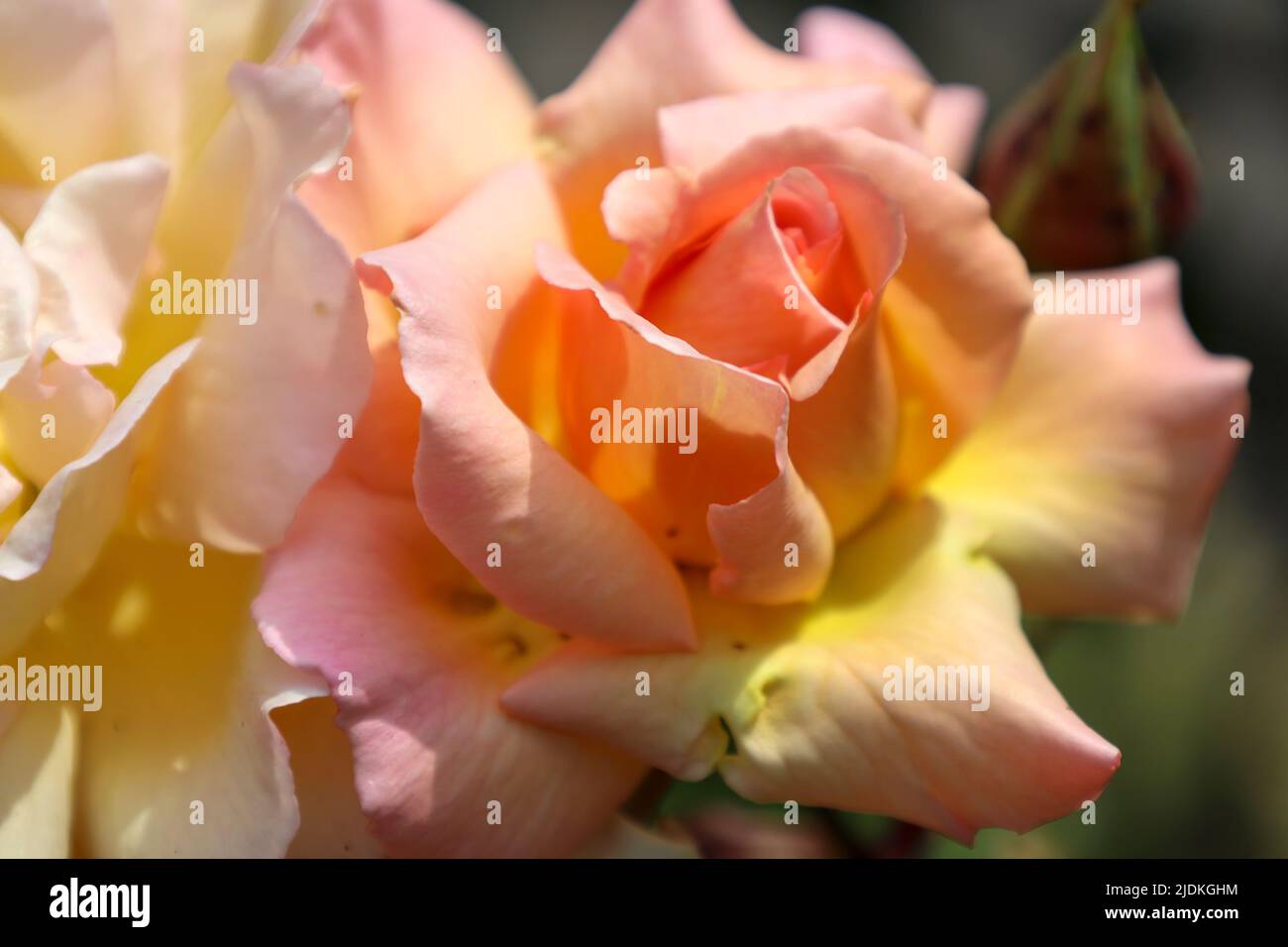Compassion rose hi-res stock photography and images - Alamy