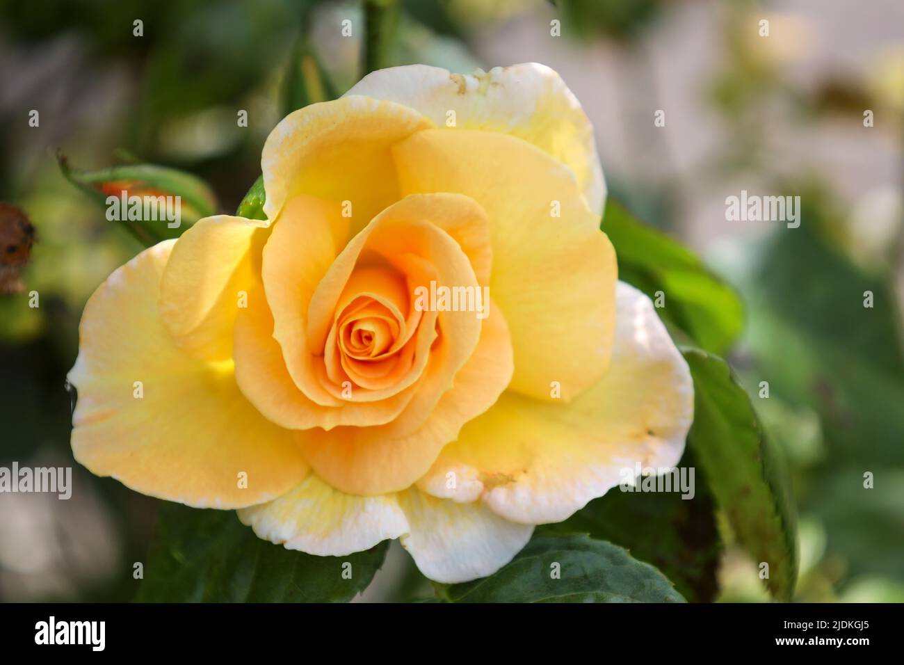 ´compassion´ rose flower head at the Guldemondplantsoen Rosarium ...