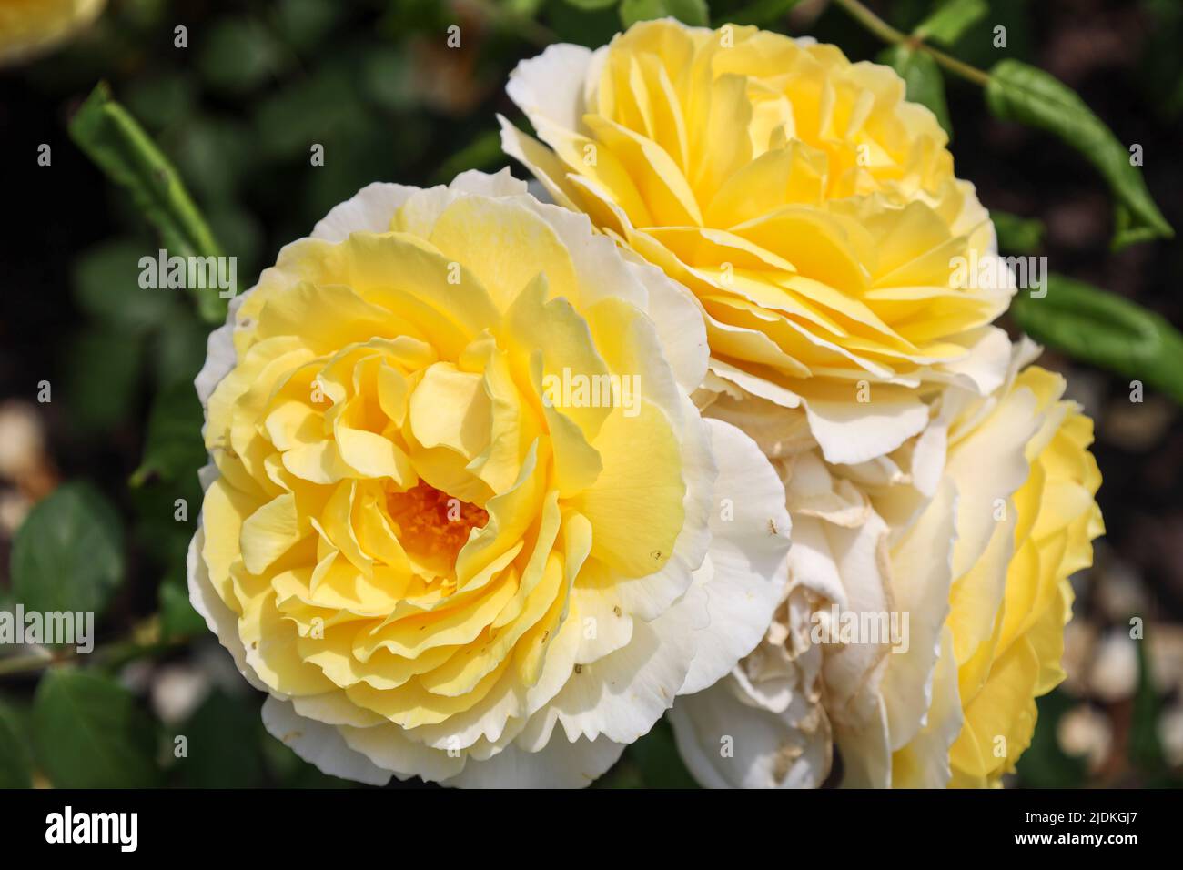 ´Beverly´ rose flower head at the Guldemondplantsoen Rosarium Boskoop ...