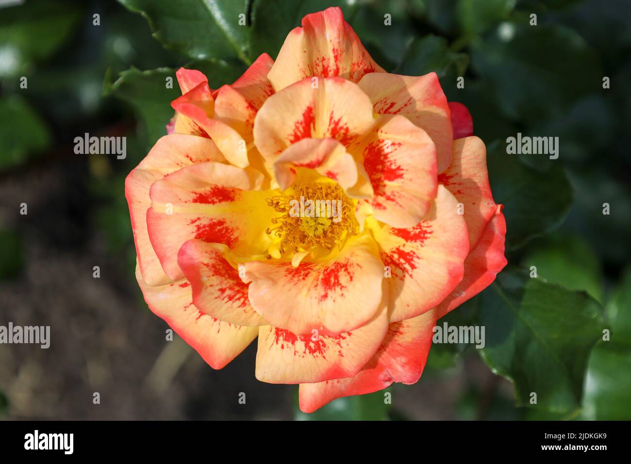 Airbrush rose flower head at the Guldemondplantsoen Rosarium Boskoop ...