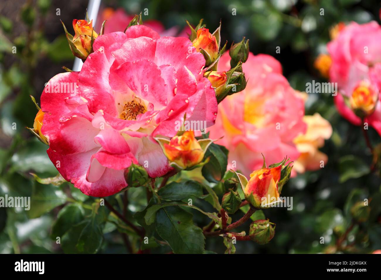 Airbrush rose flower head at the Guldemondplantsoen Rosarium Boskoop ...