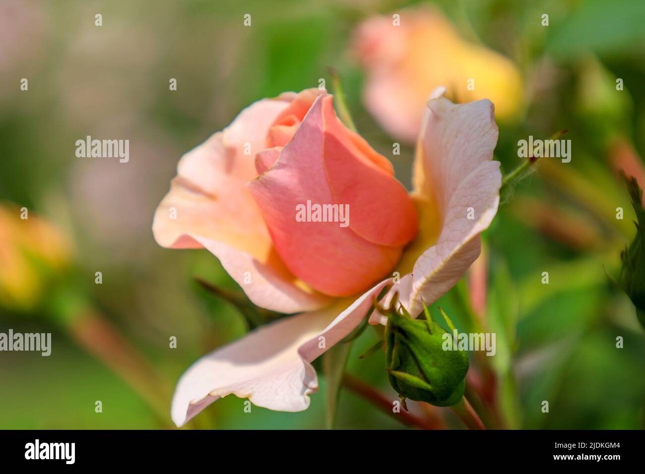 'Checkmate' rose flower head at the Guldemondplantsoen Rosarium Boskoop ...