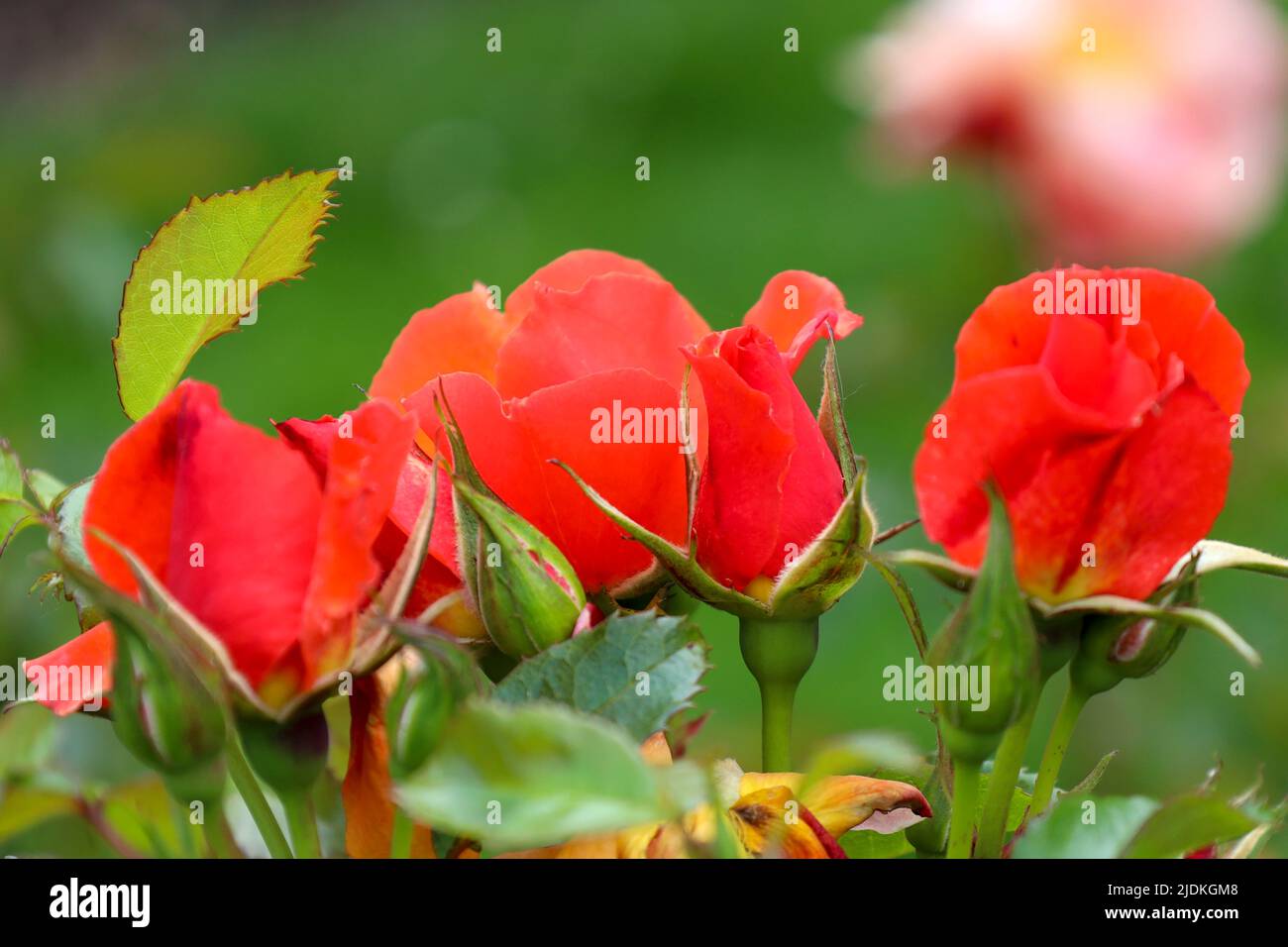 'Isa' rose flower head at the Guldemondplantsoen Rosarium Boskoop ...