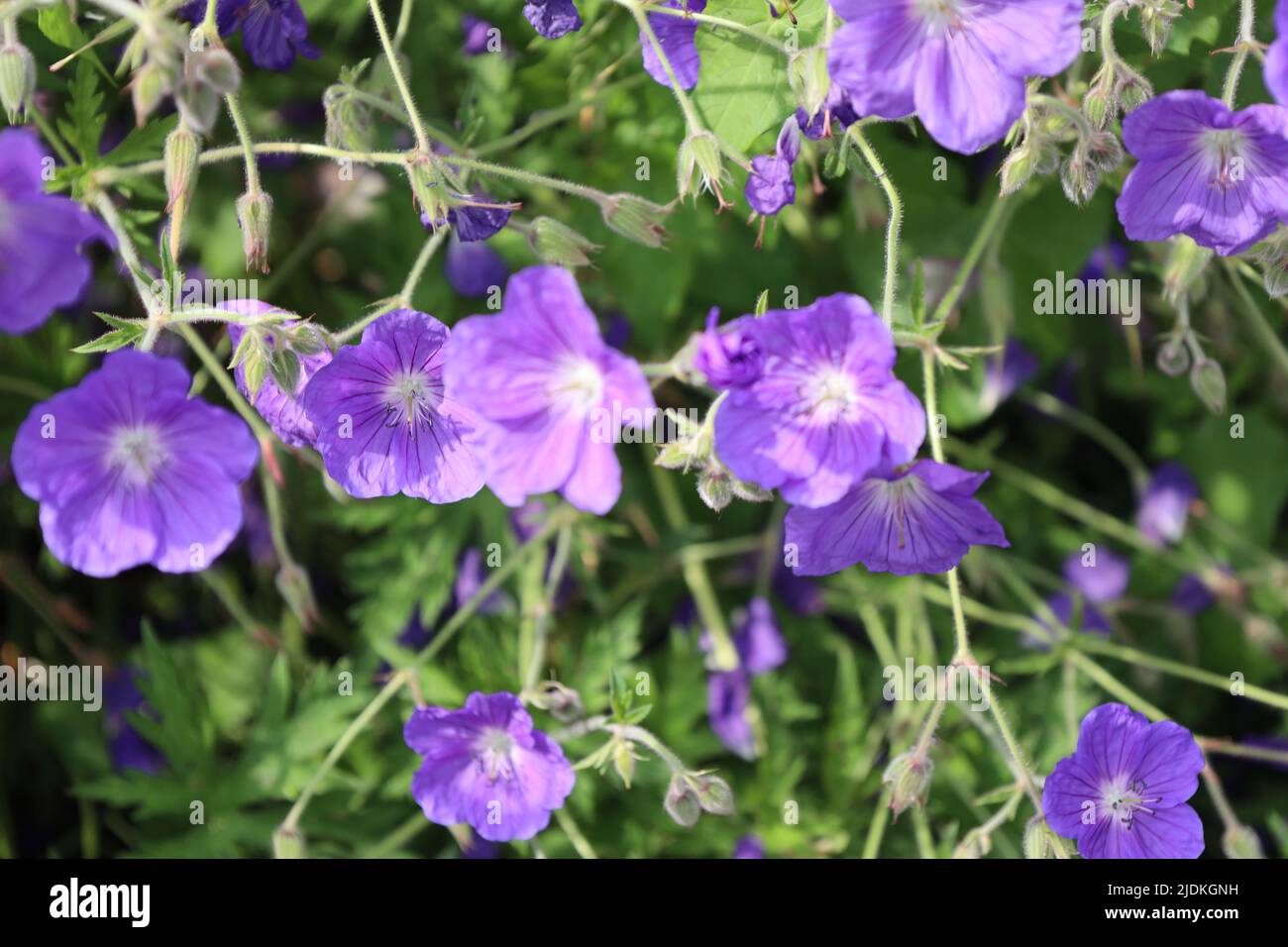 Purple geranium flower bed at the Guldemondplantsoen Rosarium Boskoop ...