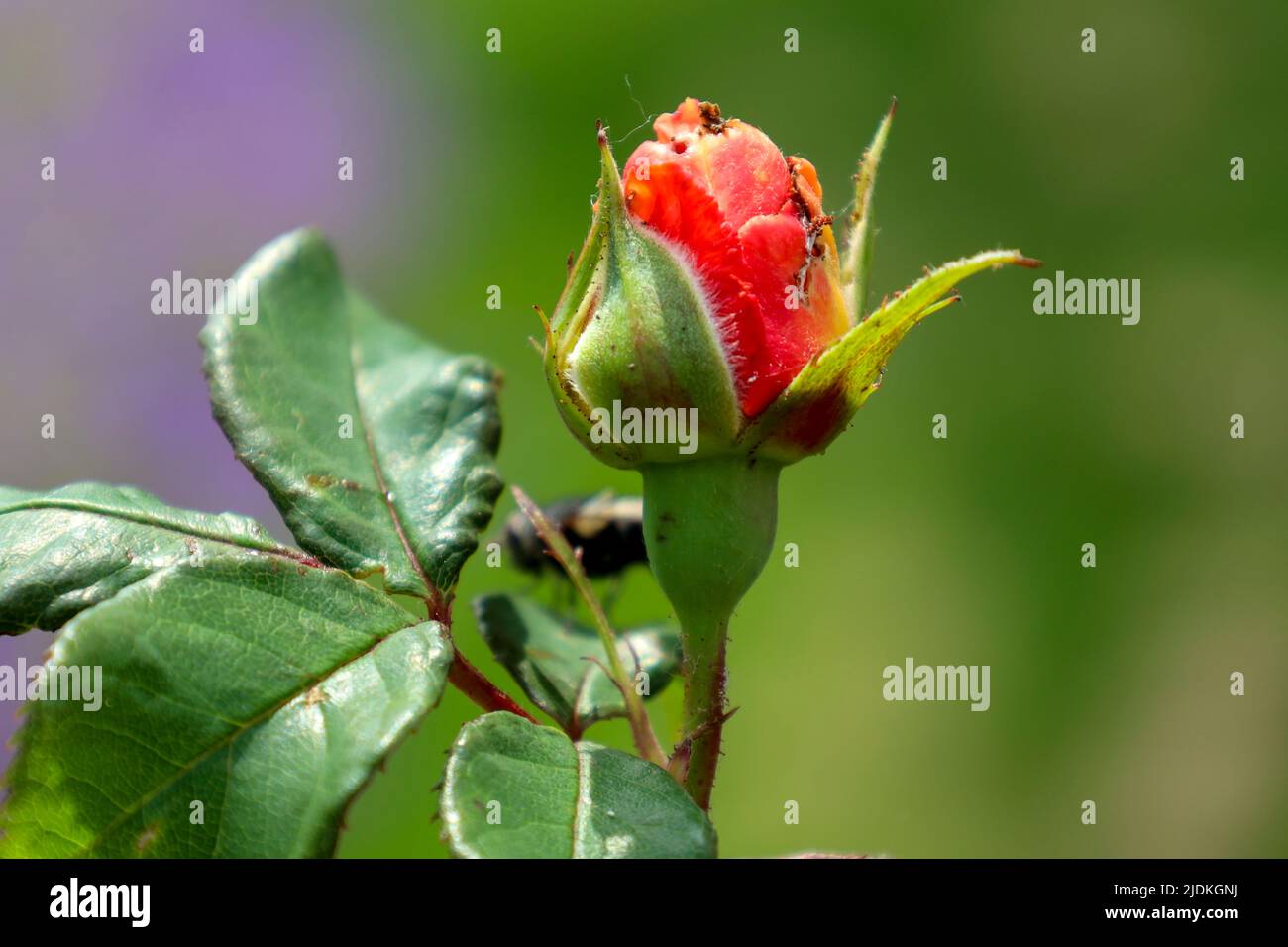'Ali Baba' rose flower head at the Guldemondplantsoen Rosarium Boskoop ...