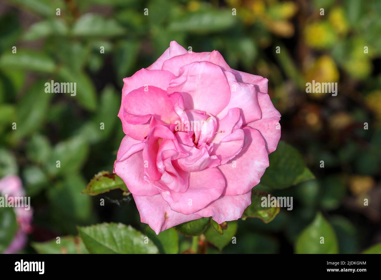 'Eliza' rose flower head at the Guldemondplantsoen Rosarium Boskoop ...