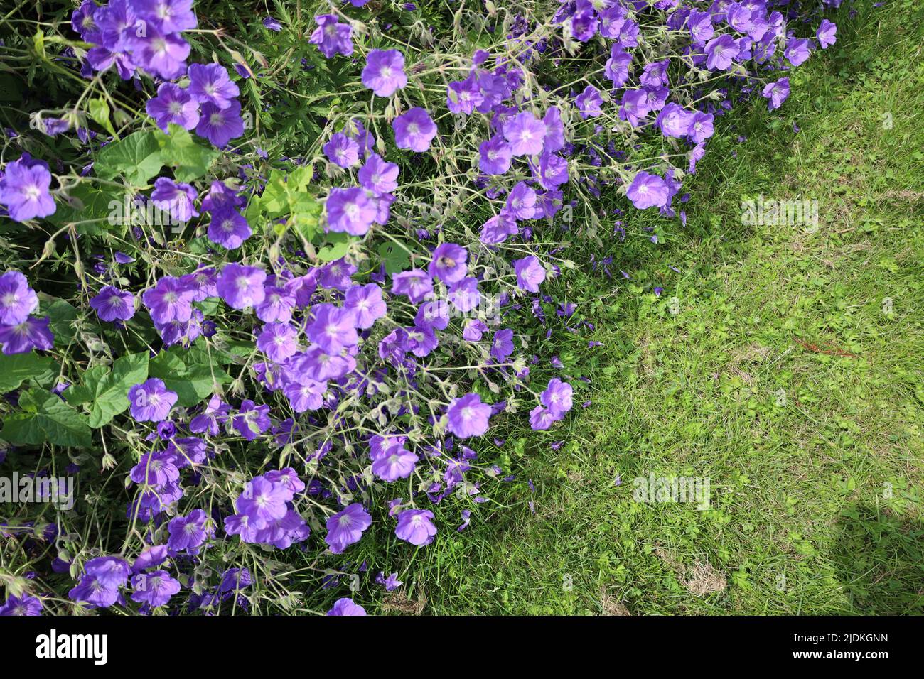 Purple geranium flower bed at the Guldemondplantsoen Rosarium Boskoop ...