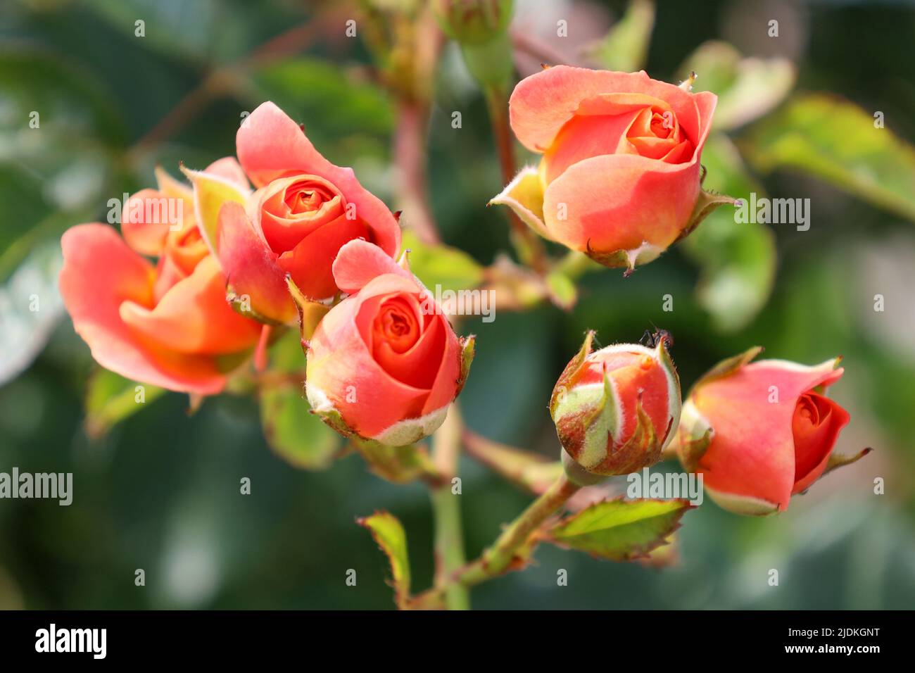 Peach melba rose hi-res stock photography and images - Alamy
