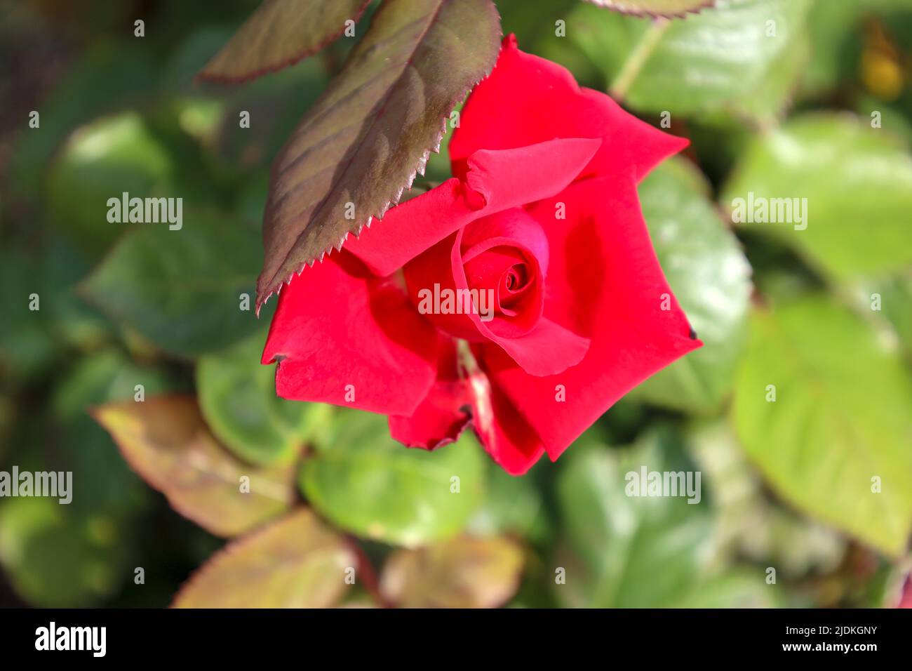 'Grande Amore' rose flower head at the Guldemondplantsoen Rosarium ...