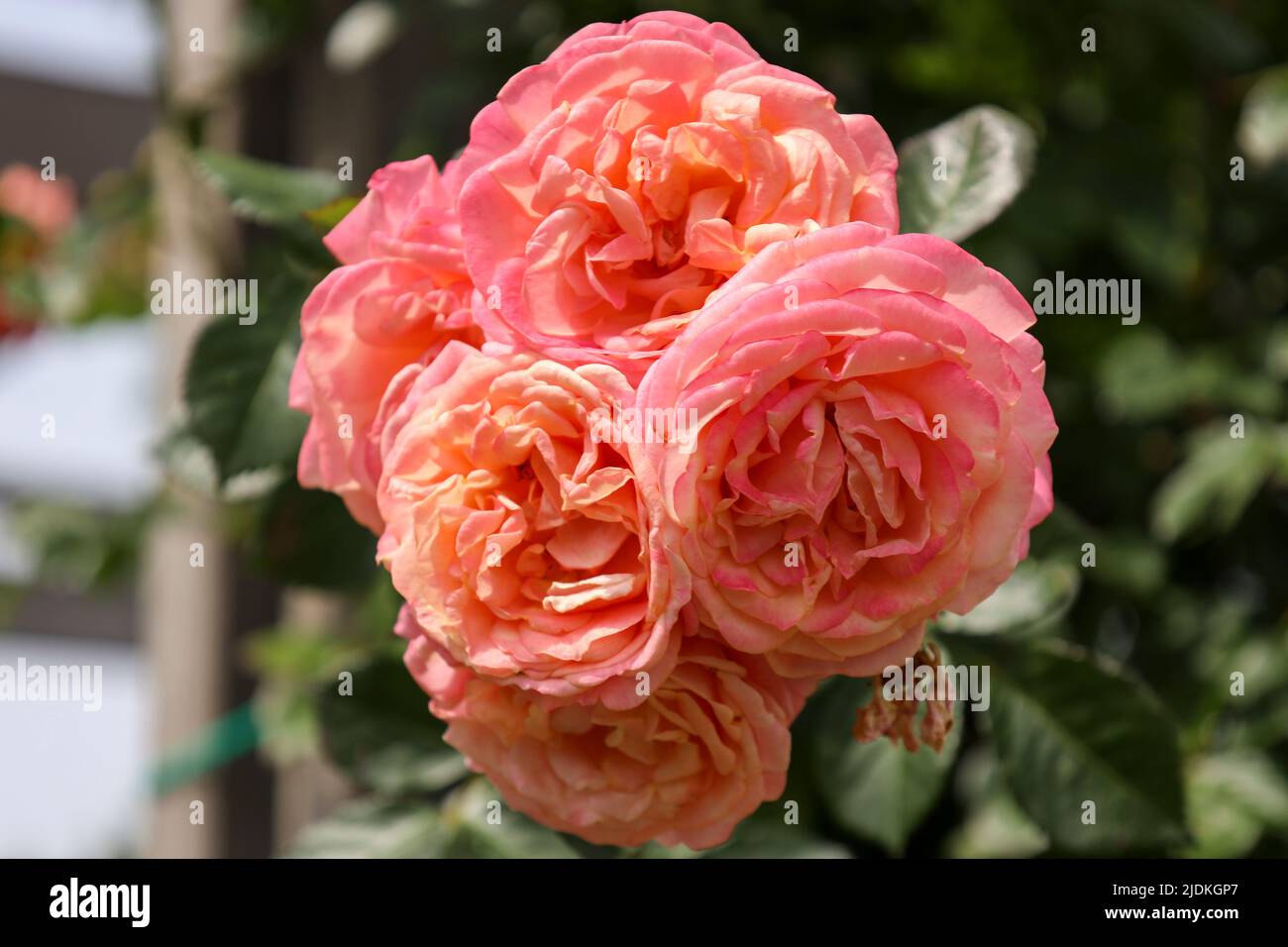 Rose peach melba hi-res stock photography and images - Alamy