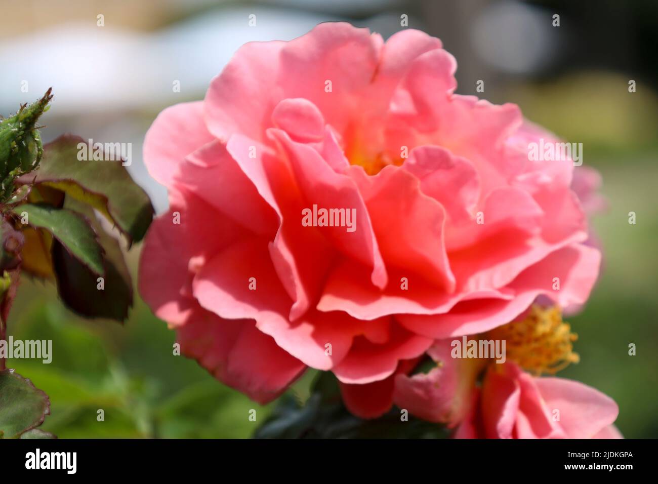 'Ali Baba' rose flower head at the Guldemondplantsoen Rosarium Boskoop ...