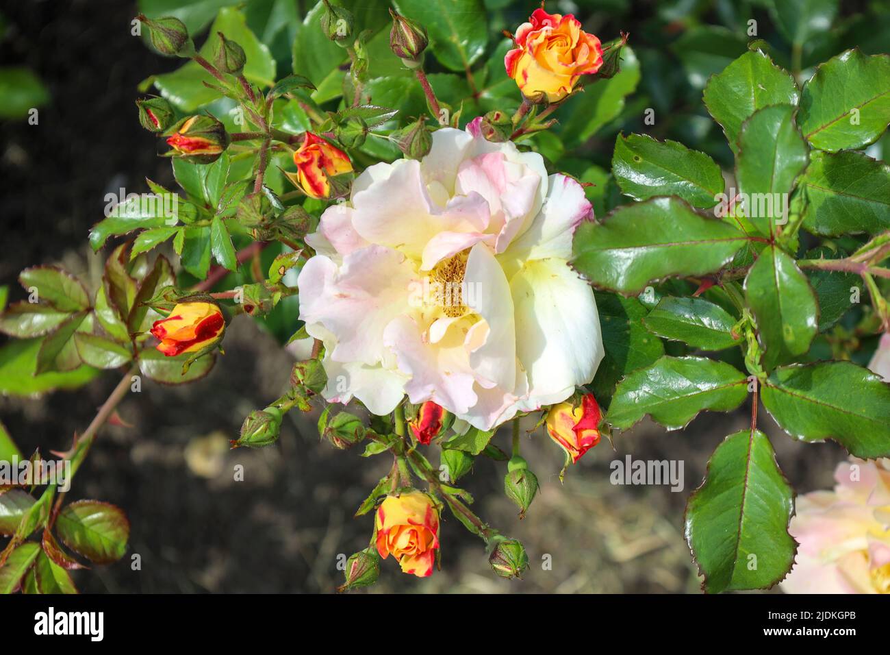 'Exotic' rose flower head at the Guldemondplantsoen Rosarium Boskoop ...