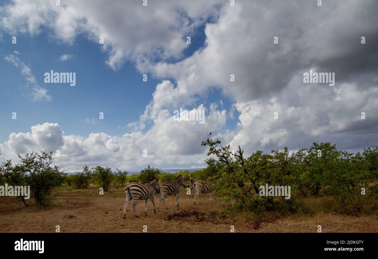 African landscape with burchell's zebra Stock Photo - Alamy
