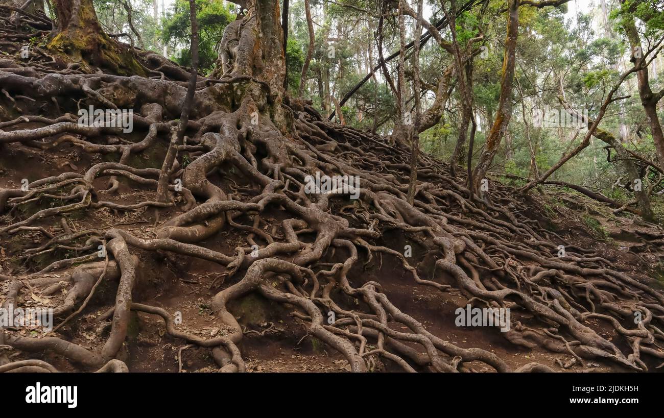 Snarled tree roots near Guna Caves. The trees are older than 200 yrs ...