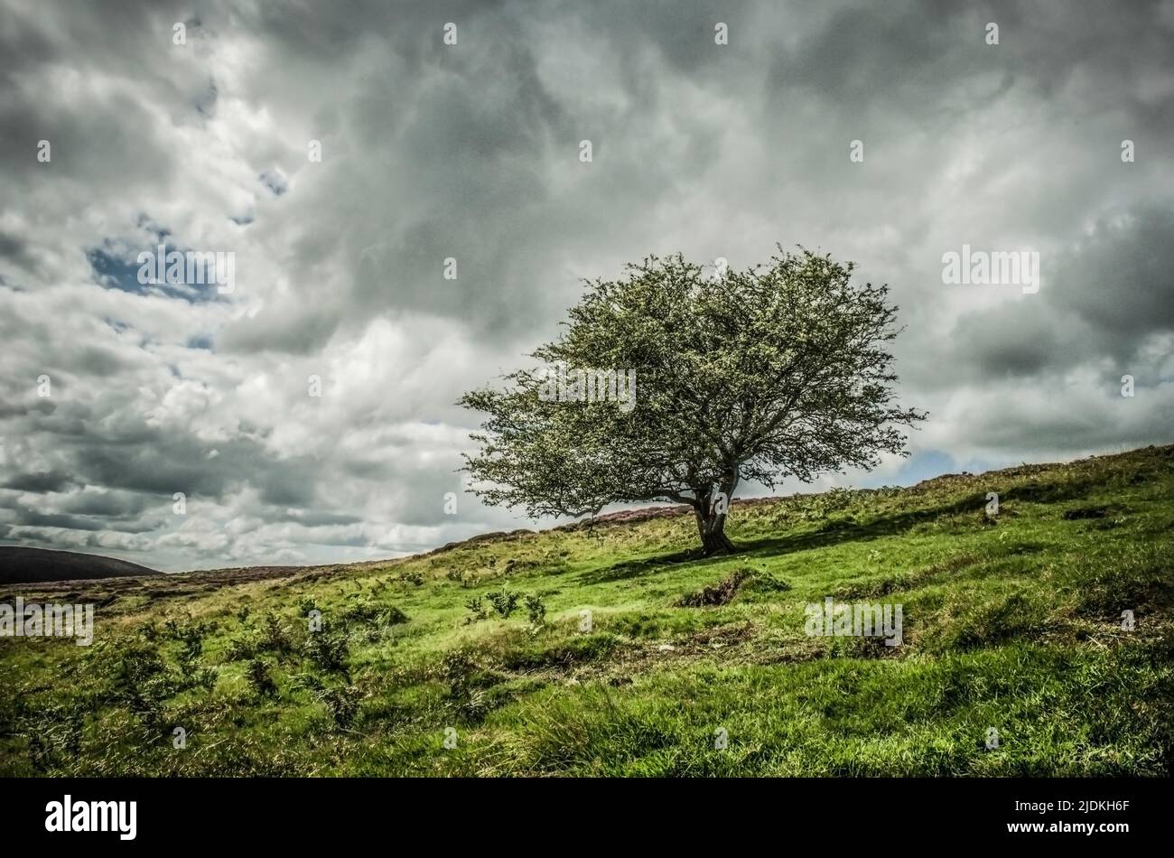 Tree is rural landscape in England Stock Photo - Alamy