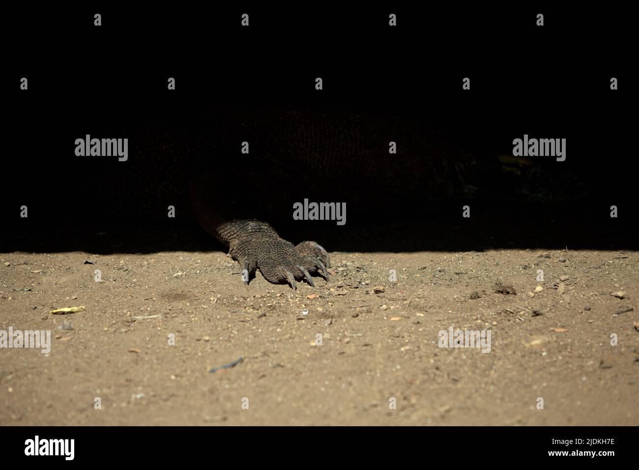 Komodo dragon characteristics hi-res stock photography and images - Alamy