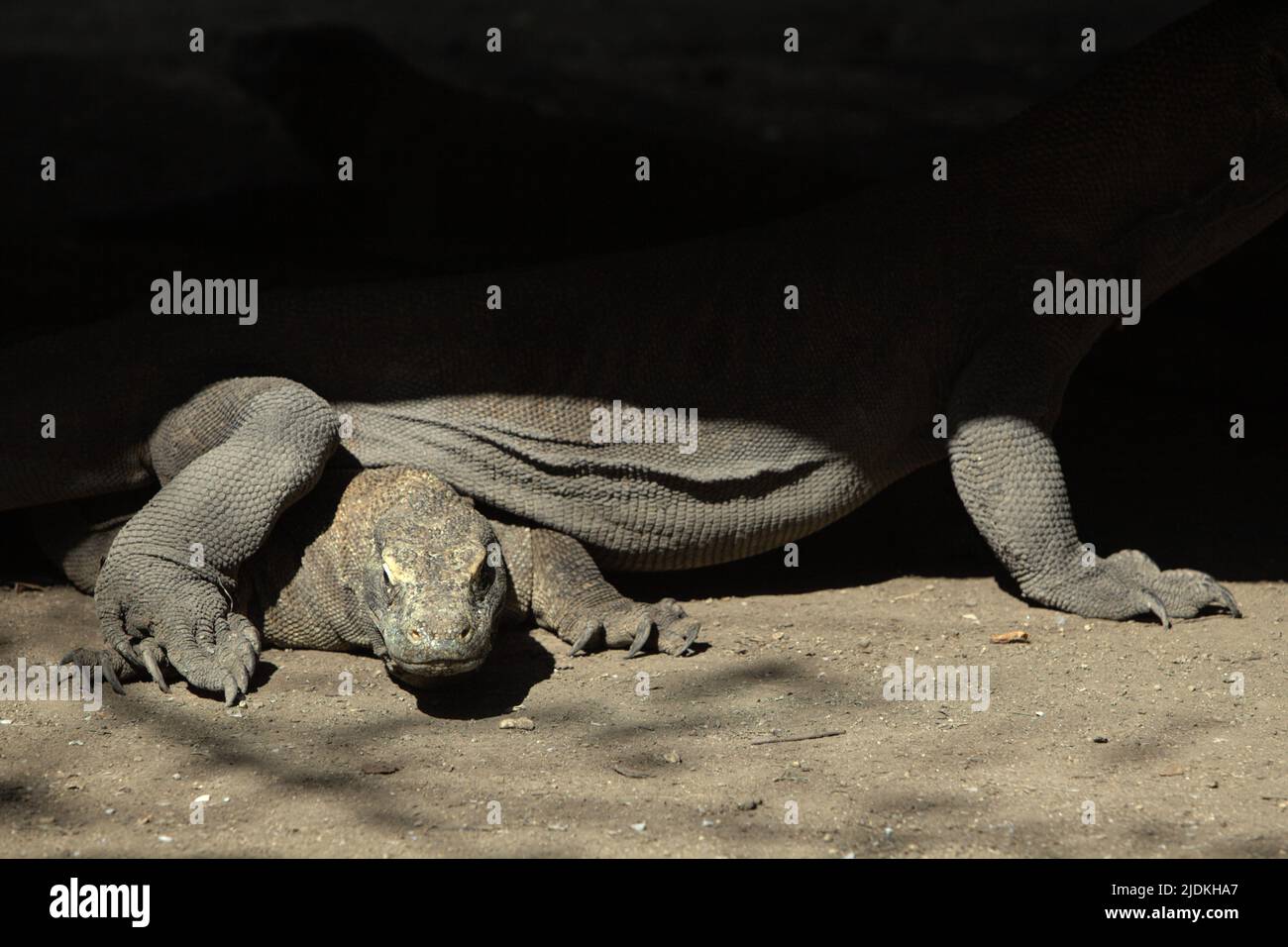 Komodo dragons (Varanus komodoensis) resting under a stilt building in ...