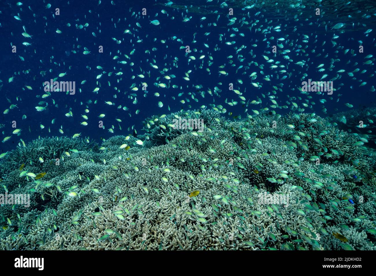 Life on thé reef of Mayotte lagoon Indian ocean Stock Photo - Alamy