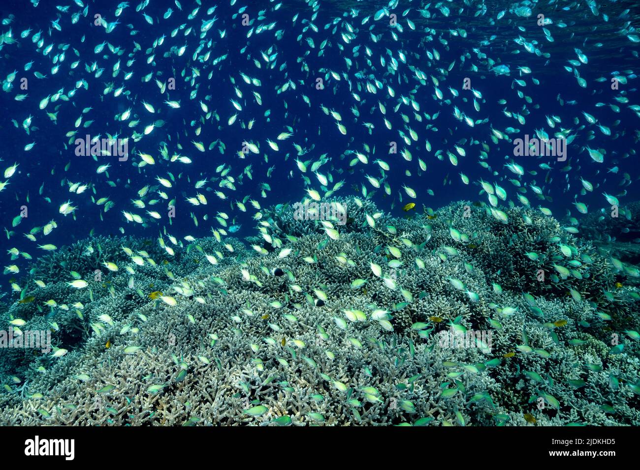 Life on thé reef of Mayotte lagoon Indian ocean Stock Photo - Alamy