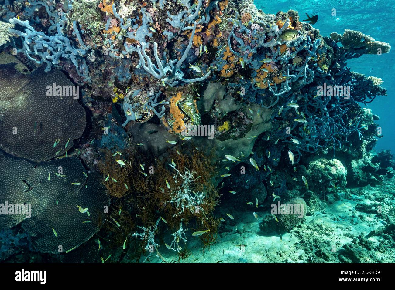 Life on thé reef of Mayotte lagoon Indian ocean Stock Photo - Alamy