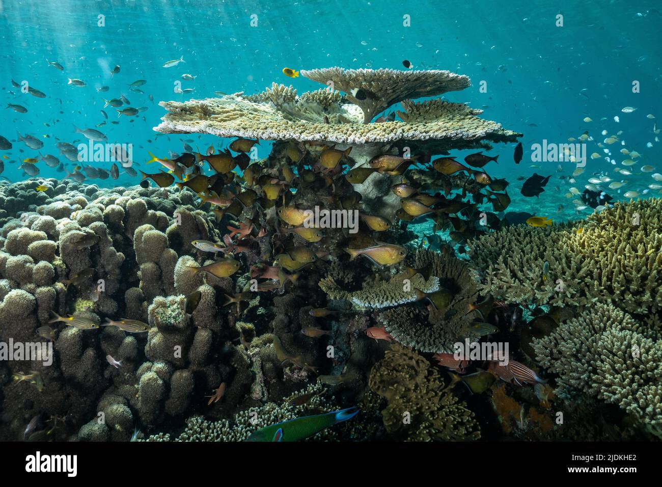 Life on thé reef of Mayotte lagoon Indian ocean Stock Photo - Alamy