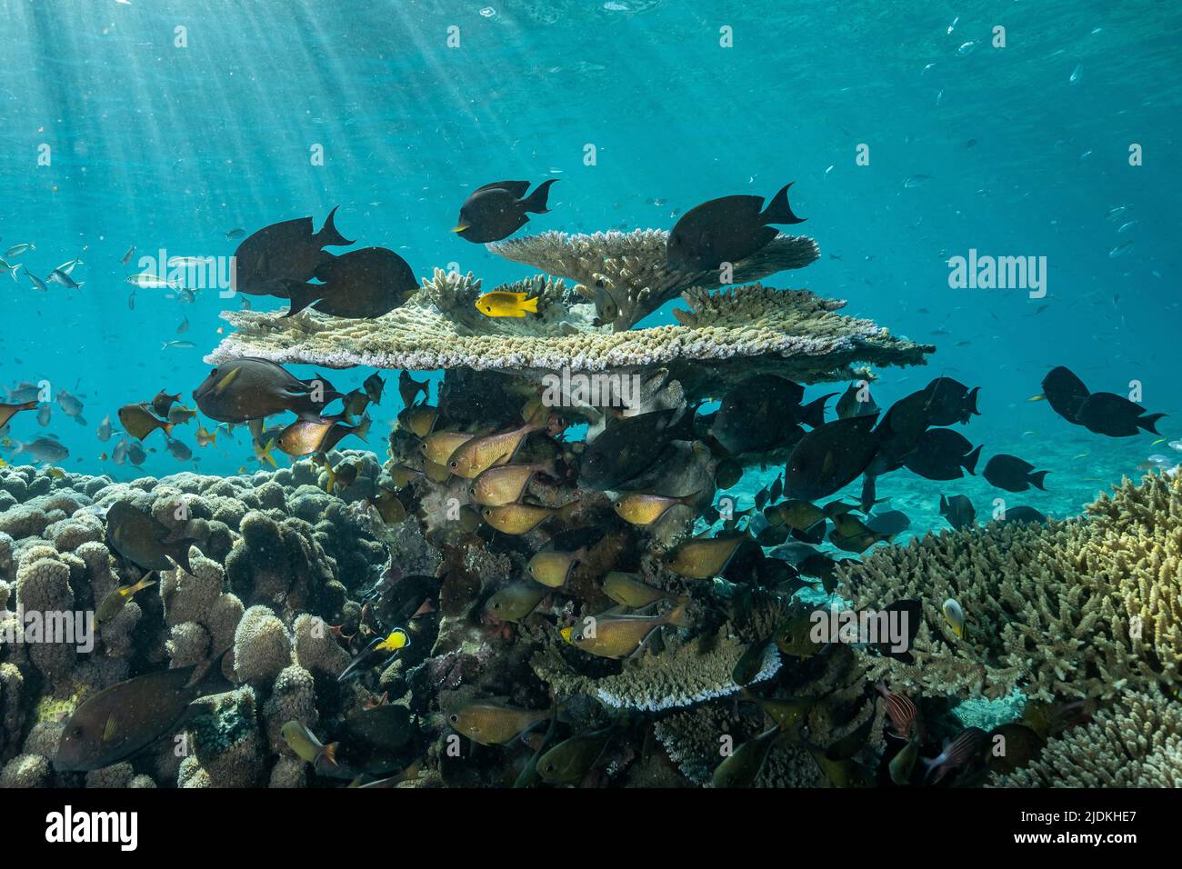 Life on thé reef of Mayotte lagoon Indian ocean Stock Photo - Alamy