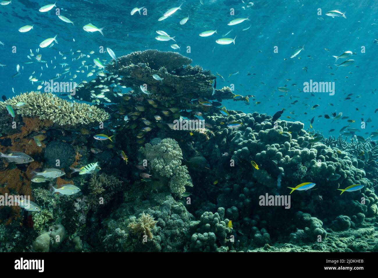 Life on thé reef of Mayotte lagoon Indian ocean Stock Photo - Alamy