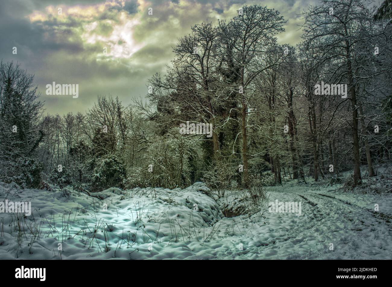 Cold night scene with snow and moonlit Stock Photo - Alamy