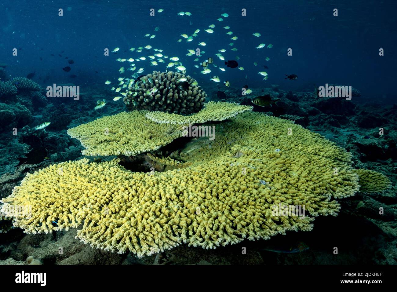 Life on thé reef of Mayotte lagoon Indian ocean Stock Photo - Alamy
