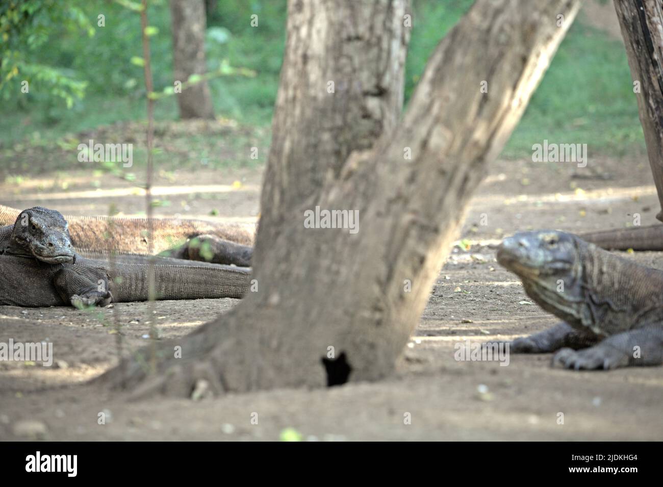 Komodo dragons population hi-res stock photography and images - Alamy