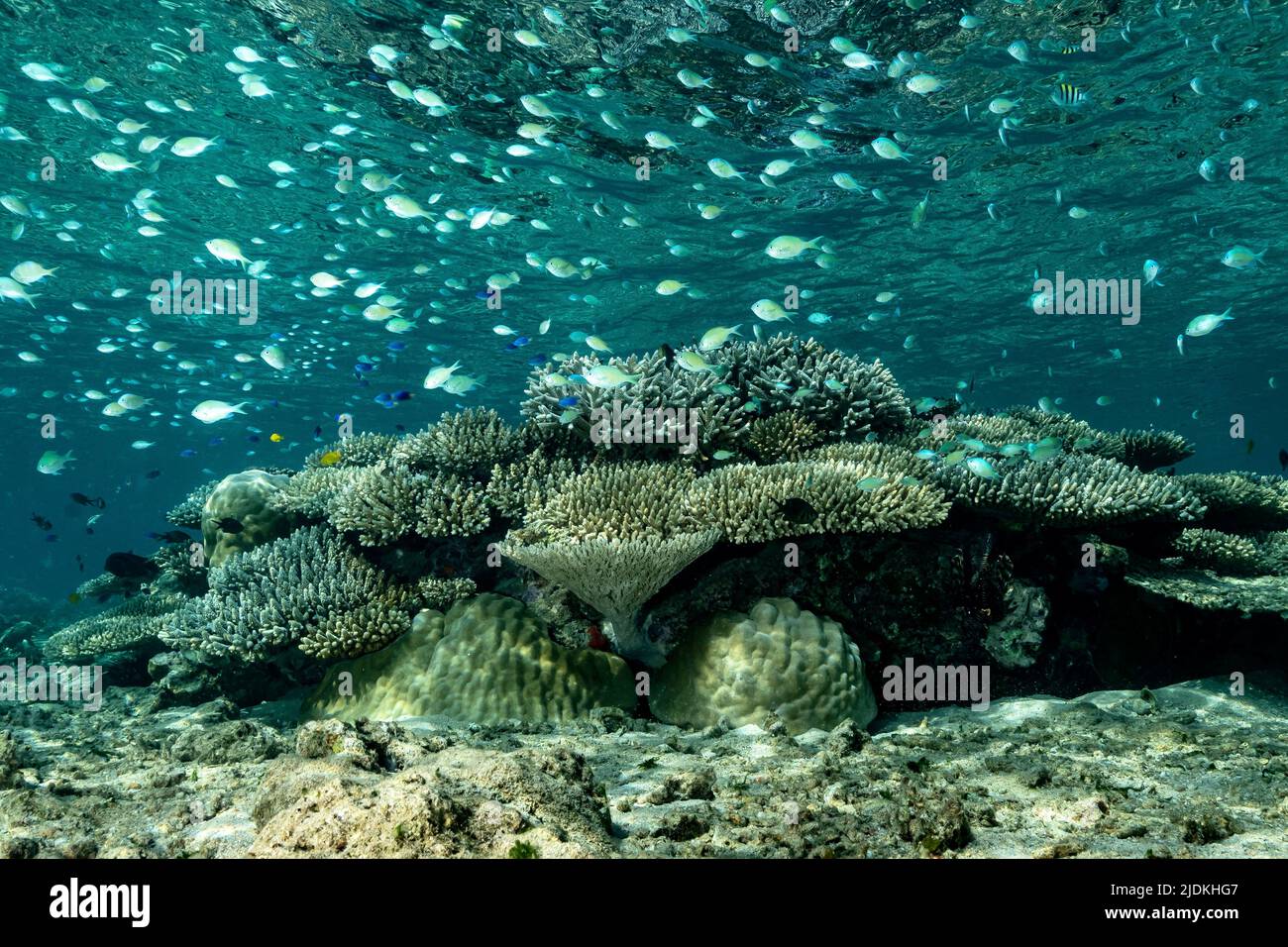 Life on thé reef of Mayotte lagoon Indian ocean Stock Photo - Alamy
