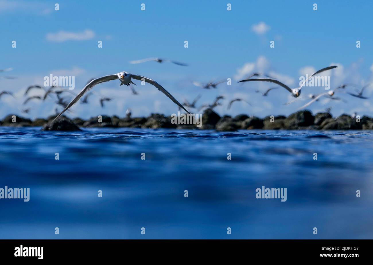 Mayotte birdlife hi-res stock photography and images - Alamy