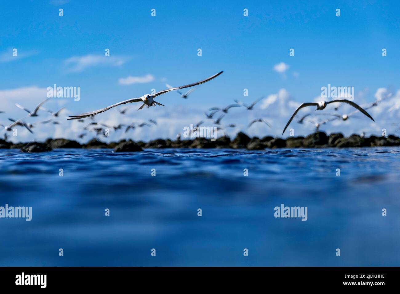 Tropical birds of Mayotte lagoon Stock Photo - Alamy