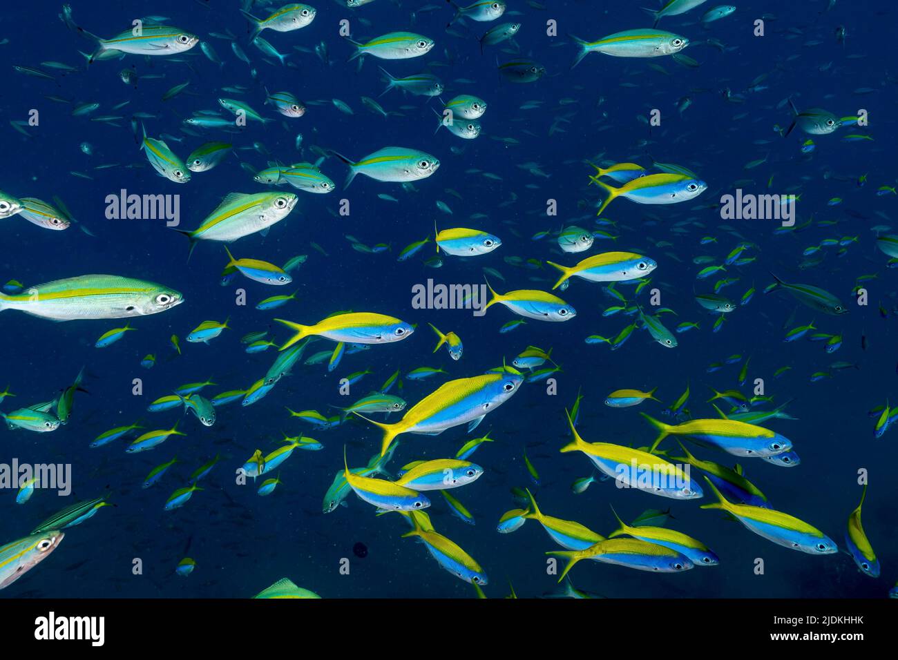 Life on thé reef of Mayotte lagoon Indian ocean Stock Photo - Alamy