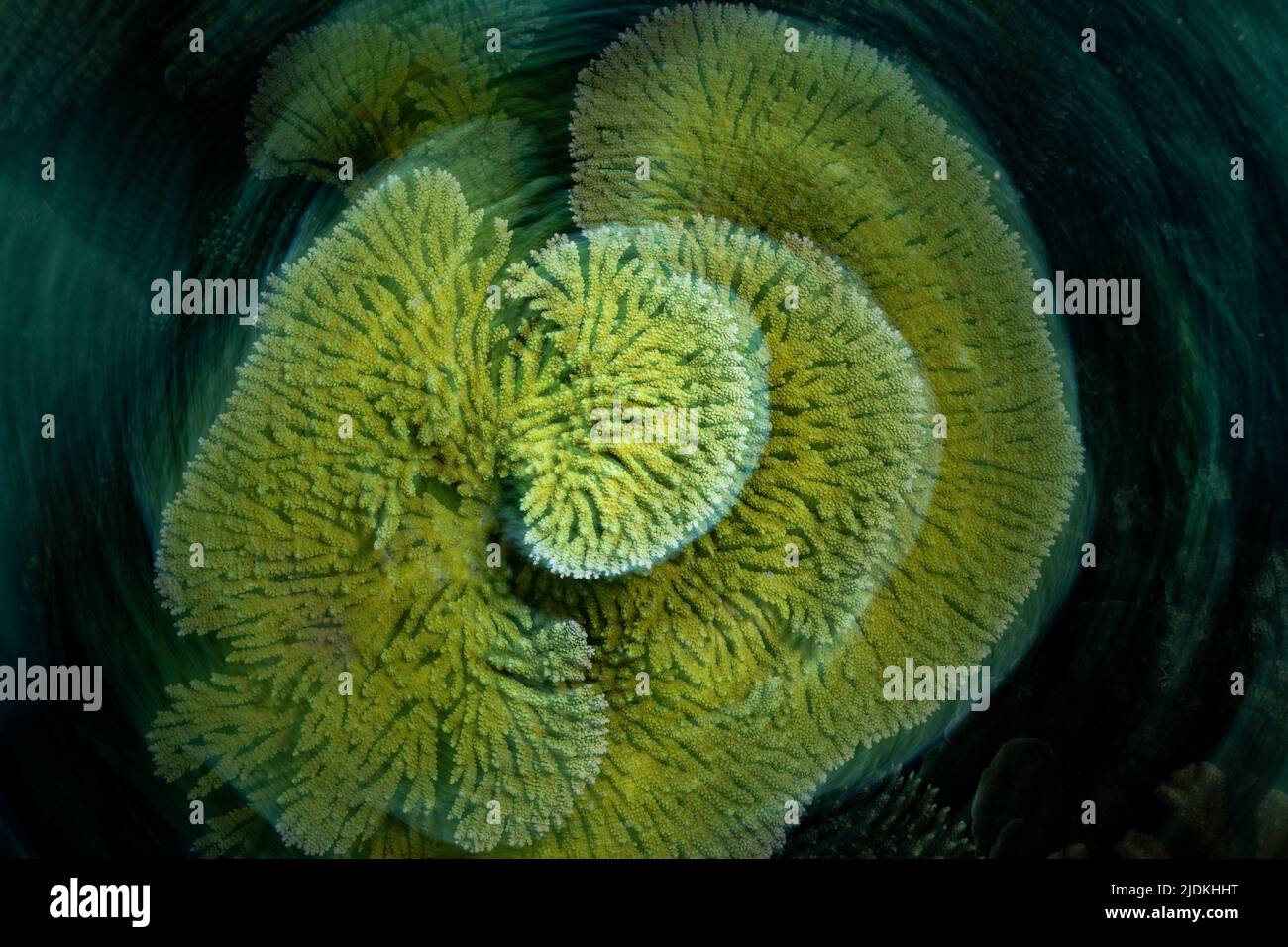 Life on thé reef of Mayotte lagoon Indian ocean Stock Photo - Alamy