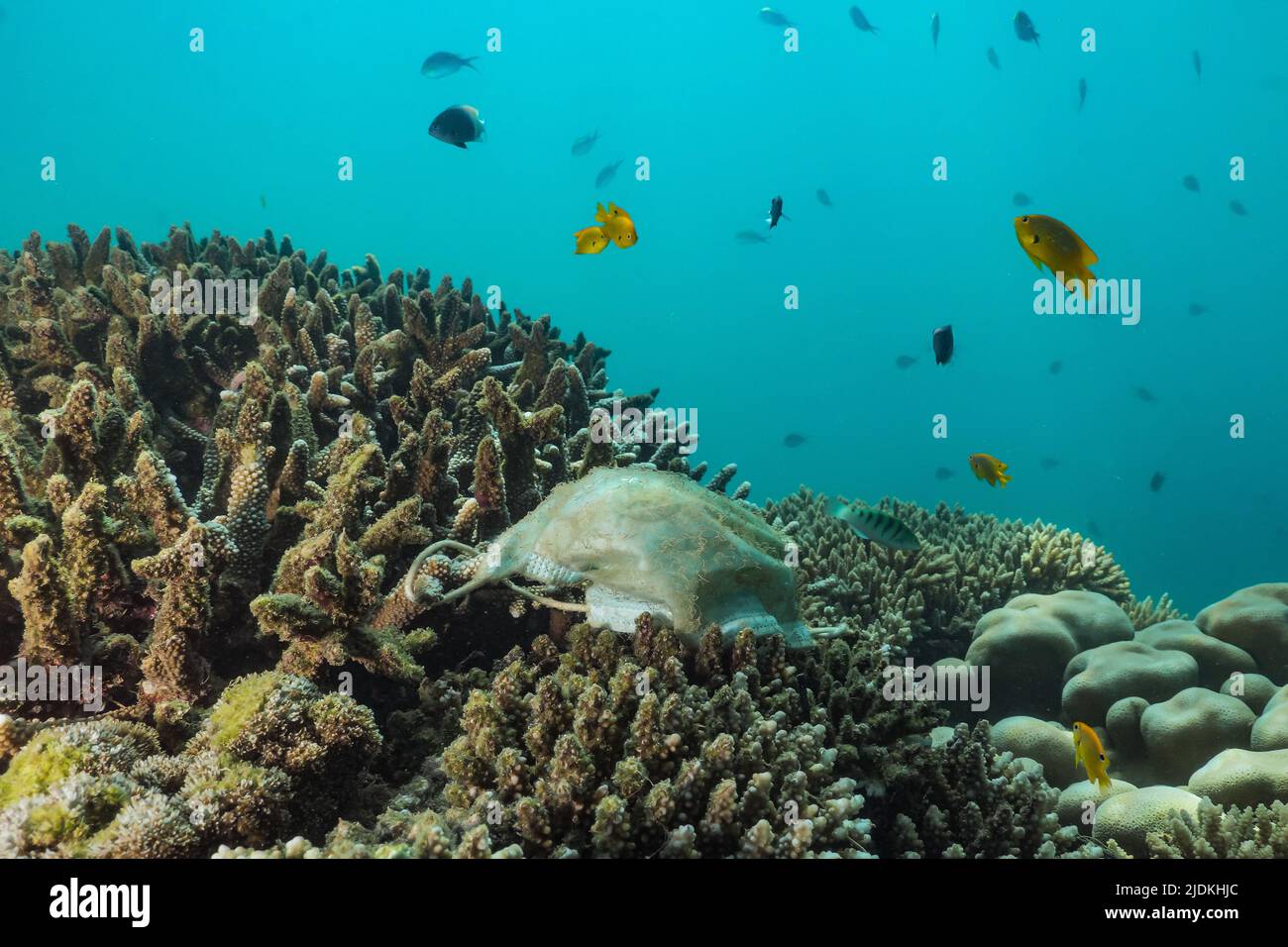 Life on thé reef of Mayotte lagoon Indian ocean Stock Photo - Alamy
