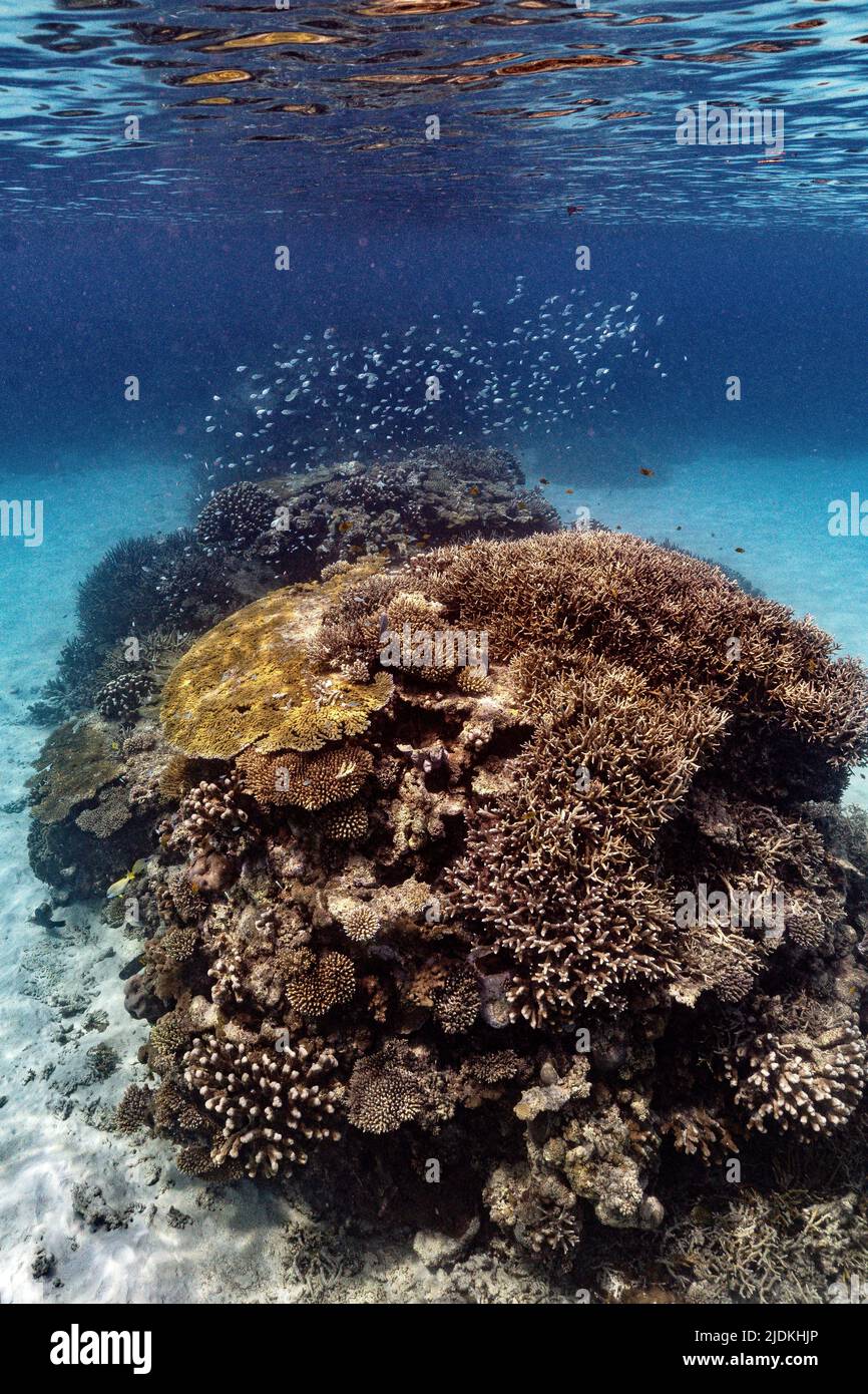 Life on thé reef of Mayotte lagoon Indian ocean Stock Photo - Alamy