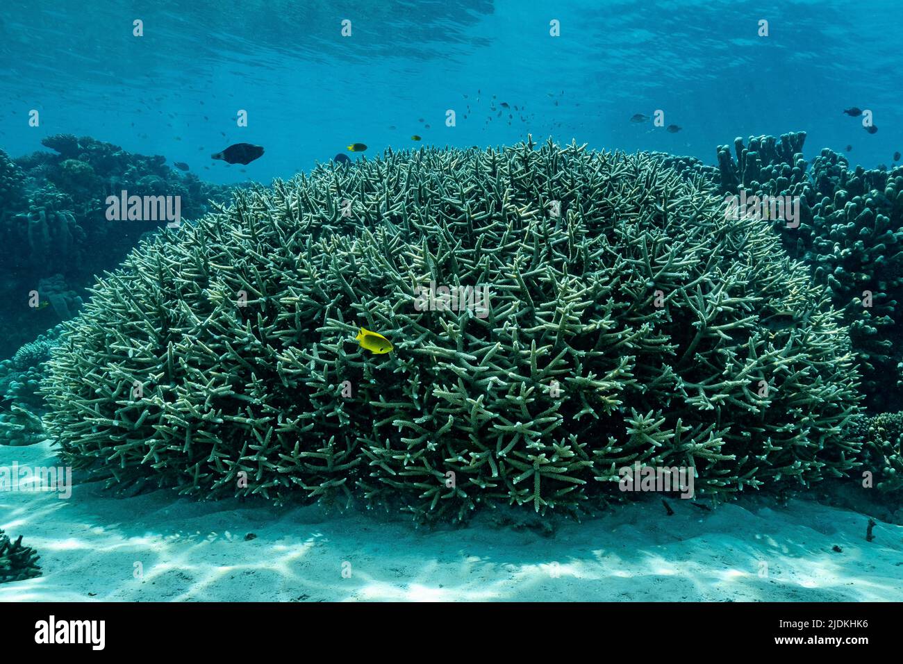 Life on thé reef of Mayotte lagoon Indian ocean Stock Photo - Alamy