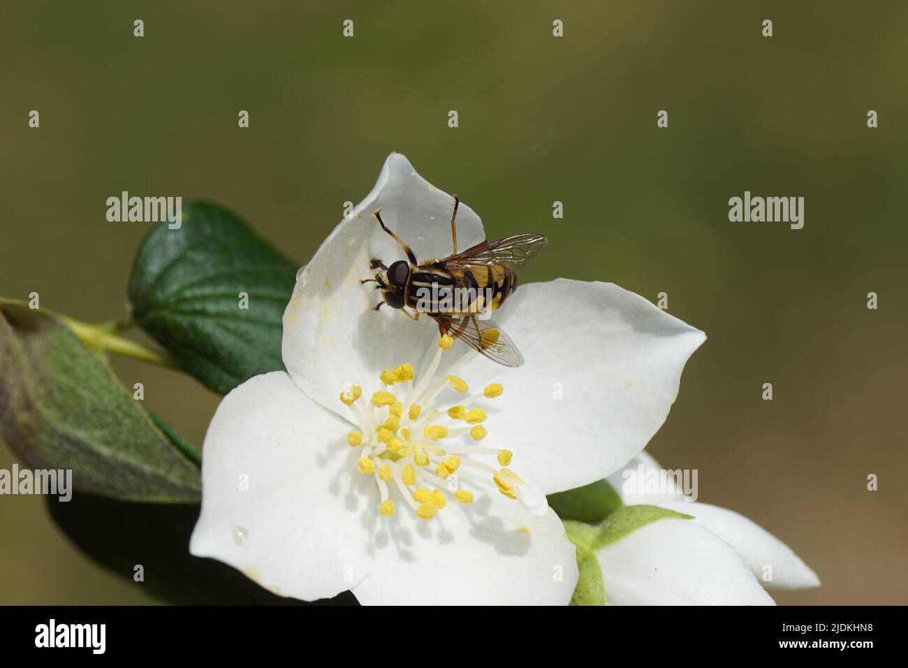 Sun fly (Helophilus pendulus). family hoverflies (Syrphidae) on a ...