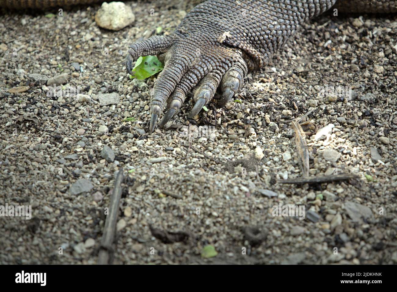 Claws of a komodo dragon (Varanus komodoensis) that is resting on sandy ...