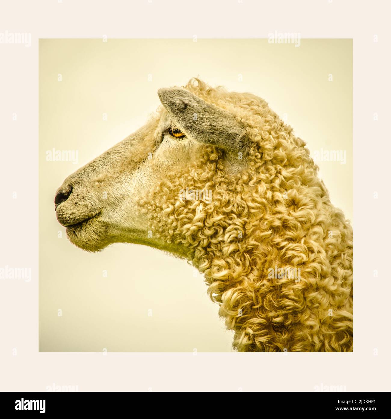 Sheeps profile hi-res stock photography and images - Alamy