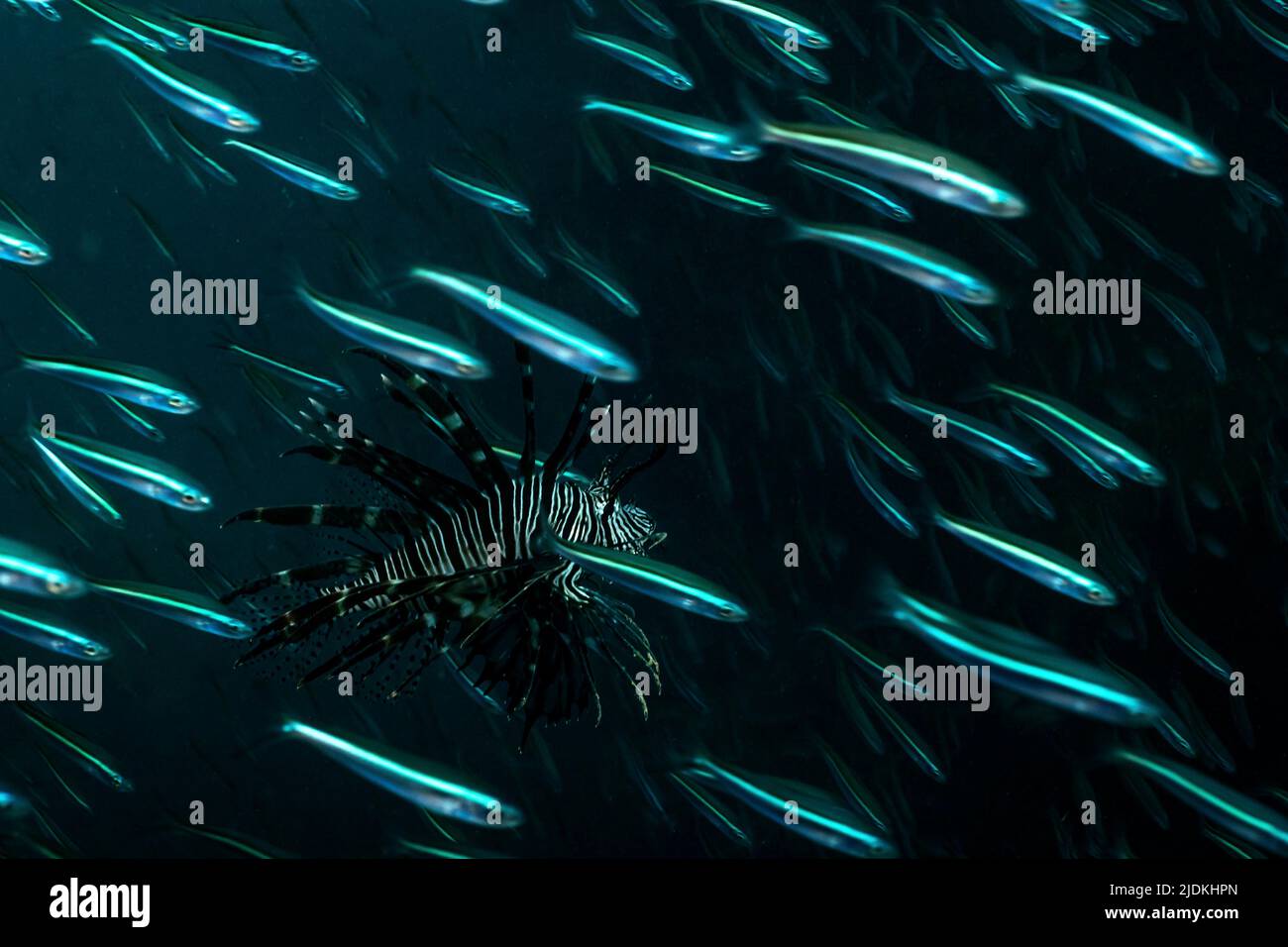 Life on thé reef of Mayotte lagoon Indian ocean Stock Photo - Alamy