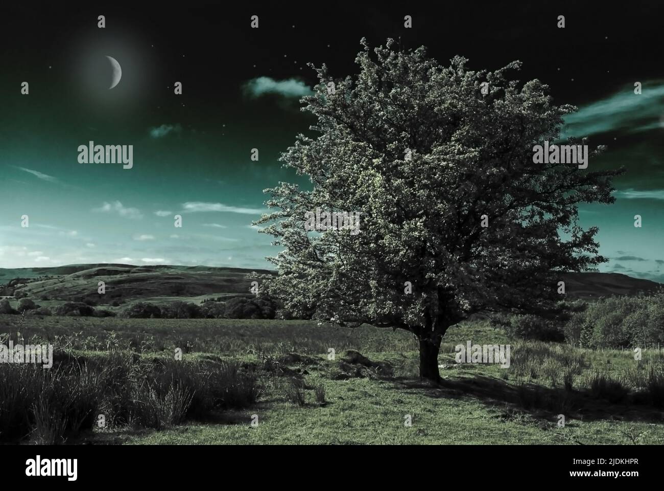Night rural scene with tree and moonlight Stock Photo - Alamy
