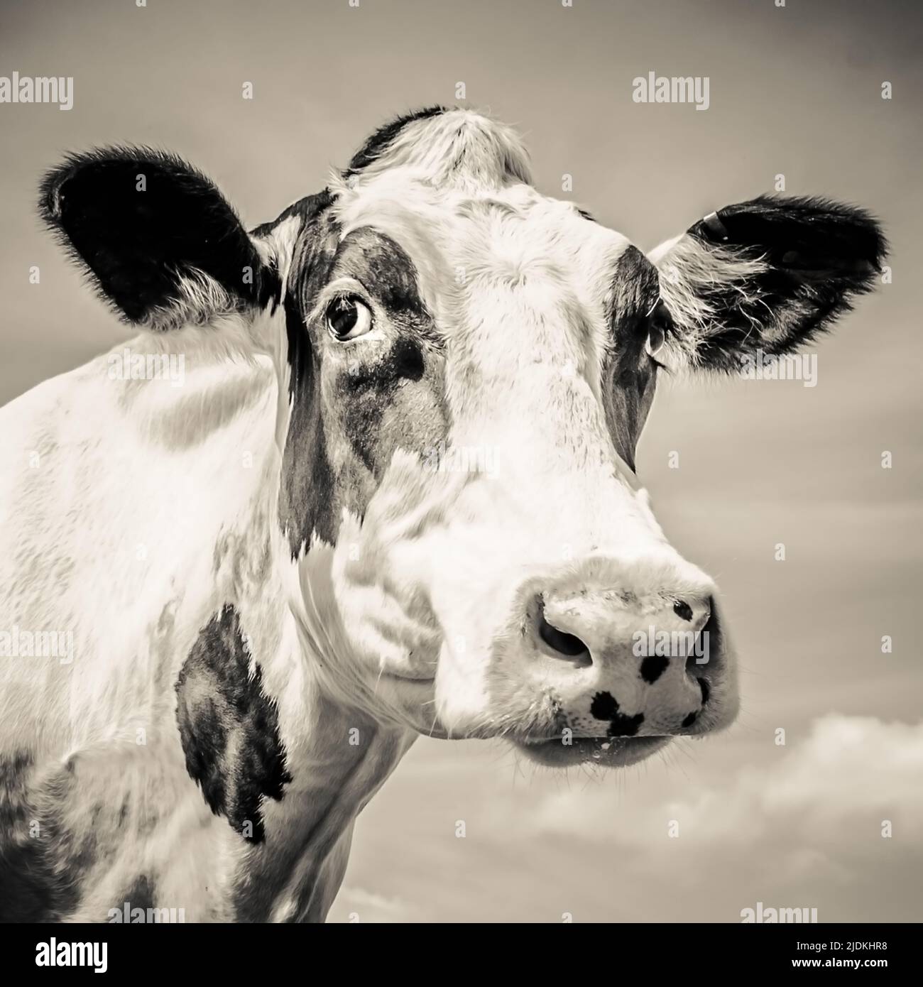 Fresian cow close up Stock Photo - Alamy